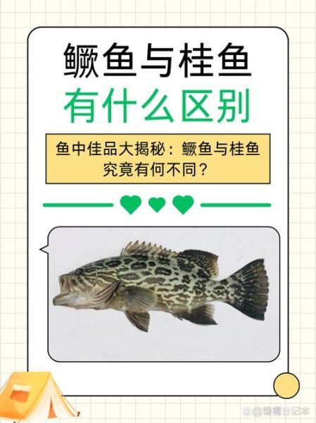 鳜鱼和桂鱼的区别图片_鳜鱼是不是桂鱼-第1张图片-山城妙识 鳜鱼和桂鱼的区别图片_鳜鱼是不是桂鱼-第1张图片-山城妙识
