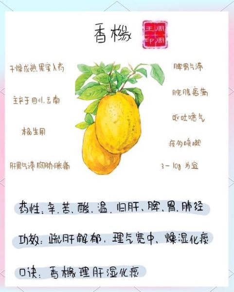 香橼的功效与作用_香橼怎么吃效果最好-第1张图片-山城妙识 香橼的功效与作用_香橼怎么吃效果最好-第1张图片-山城妙识