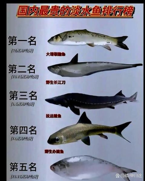长江刀鱼多少钱一斤_2024最新市场价-第2张图片-山城妙识