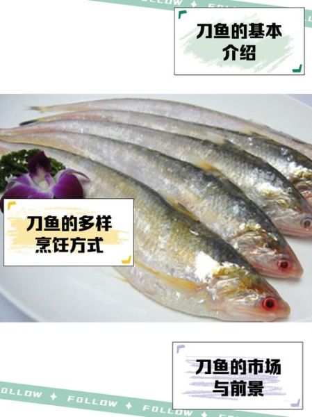 长江刀鱼多少钱一斤_2024最新市场价-第3张图片-山城妙识