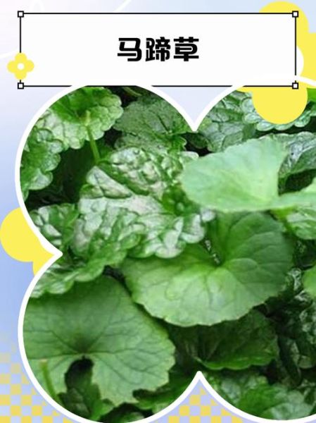 马蹄菜长什么样_马蹄菜图片怎么识别-第1张图片-山城妙识