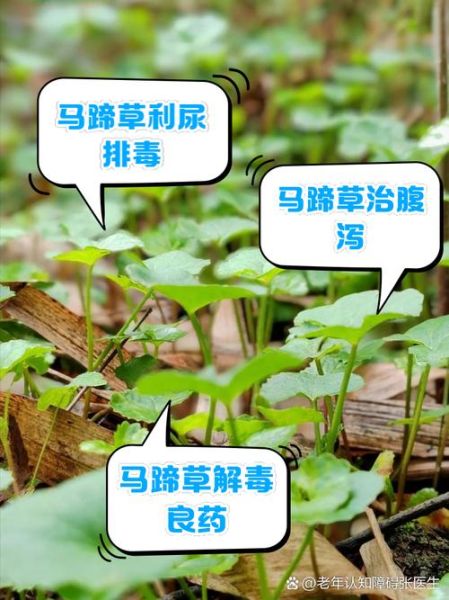 马蹄菜长什么样_马蹄菜图片怎么识别-第3张图片-山城妙识