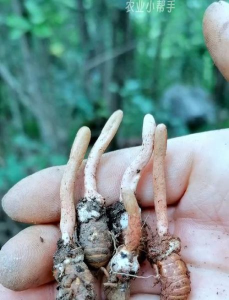 有毒金蝉花图片_如何辨别真假-第2张图片-山城妙识