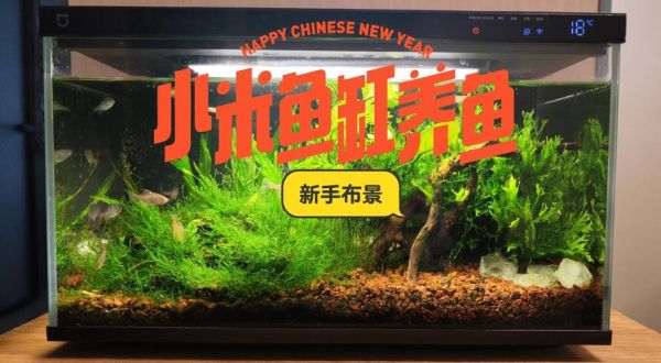 鱼缸造景教程_新手如何造景-第2张图片-山城妙识