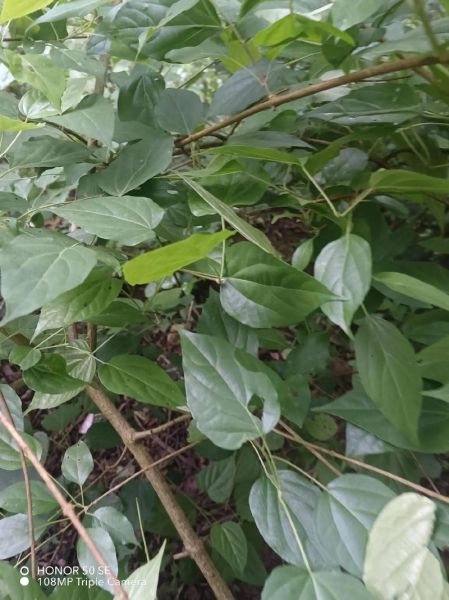 绿凉粉草的功效与作用_绿凉粉草怎么吃最好-第1张图片-山城妙识