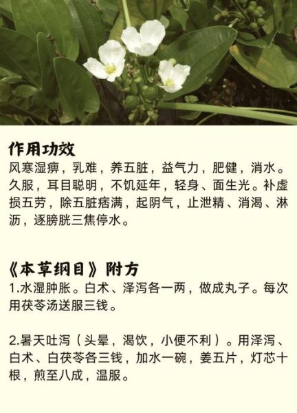 泽泻的功效与作用_泽泻用量多少克合适-第1张图片-山城妙识