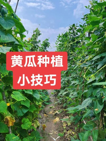 黄瓜种植技术与管理方法_如何提高黄瓜产量-第1张图片-山城妙识