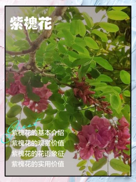 紫洋槐花有什么功效_紫洋槐花怎么吃效果最好-第1张图片-山城妙识