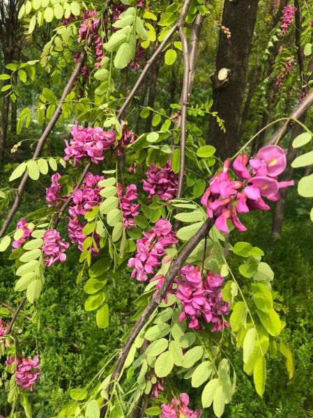 紫洋槐花有什么功效_紫洋槐花怎么吃效果最好-第2张图片-山城妙识