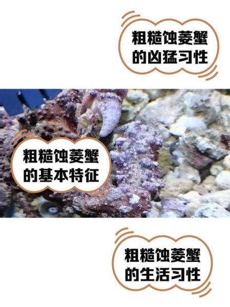 菱蟹是什么_菱蟹和梭子蟹区别-第1张图片-山城妙识