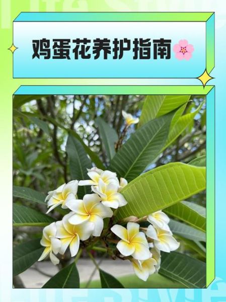 鸡蛋花怎么养_鸡蛋花扦插方法-第3张图片-山城妙识