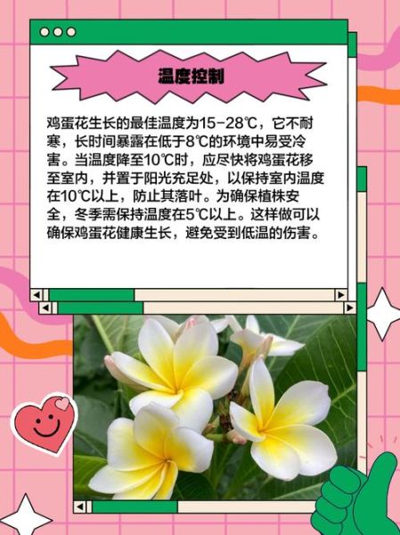 鸡蛋花怎么养_鸡蛋花扦插方法-第1张图片-山城妙识