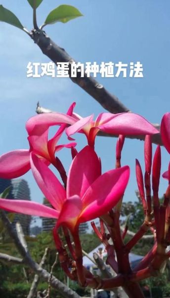 鸡蛋花怎么养_鸡蛋花扦插方法-第2张图片-山城妙识