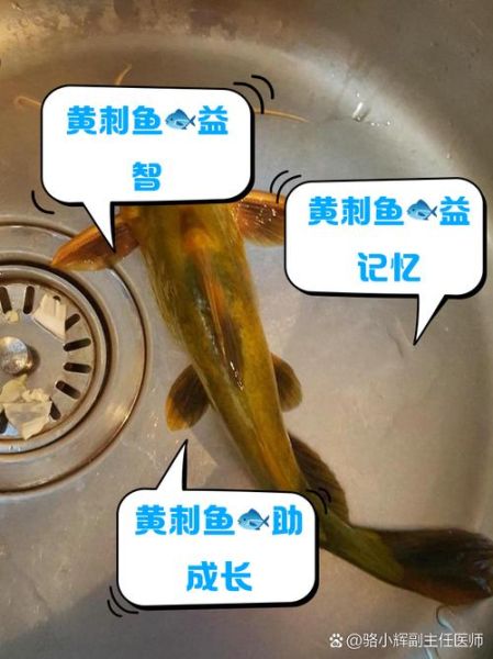黄刺鱼的功效与禁忌_什么人不能吃-第2张图片-山城妙识