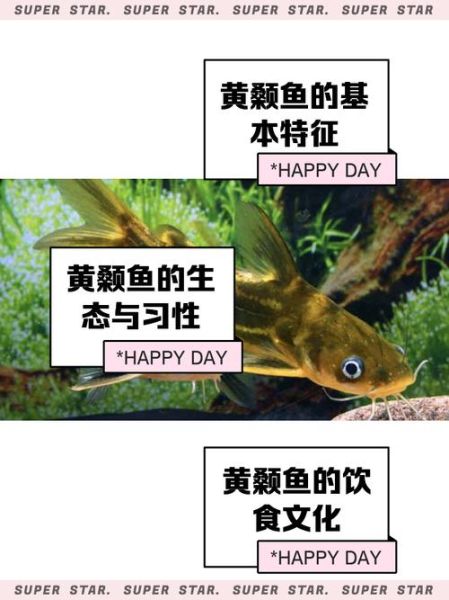 黄刺鱼的功效与禁忌_什么人不能吃-第3张图片-山城妙识