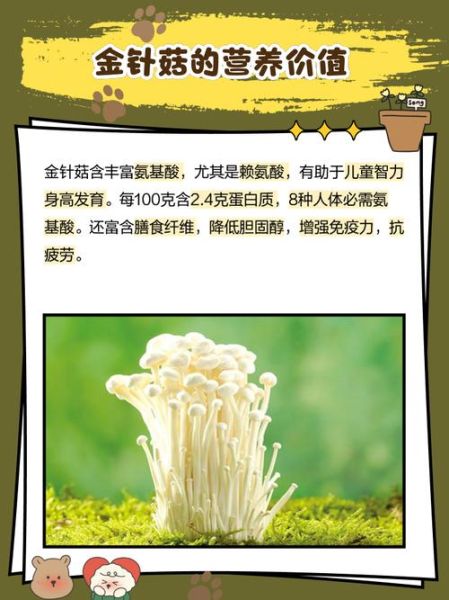 金针菇怎么种植_金针菇种植方法-第3张图片-山城妙识 金针菇怎么种植_金针菇种植方法-第3张图片-山城妙识