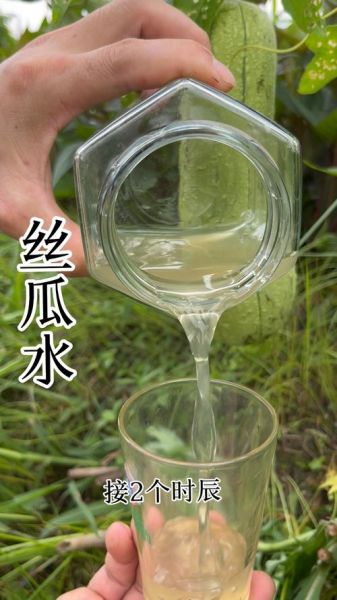 丝瓜水有什么功效_丝瓜水怎么用效果最好-第1张图片-山城妙识