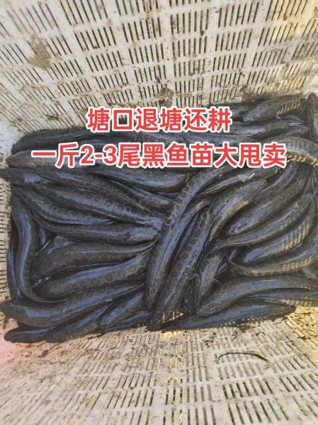 黑鱼苗多少钱一斤_哪里有卖-第3张图片-山城妙识