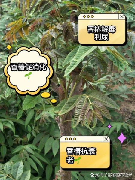 香椿的功效与作用_香椿的药用价值有哪些-第1张图片-山城妙识