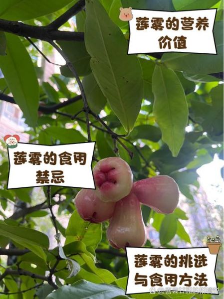 莲雾和释迦是夫妻果吗_莲雾释迦区别-第2张图片-山城妙识
