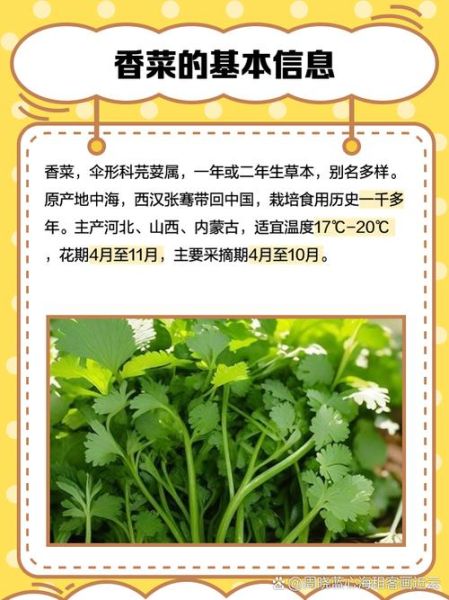 香菜的营养价值_香菜的药用价值有哪些-第2张图片-山城妙识