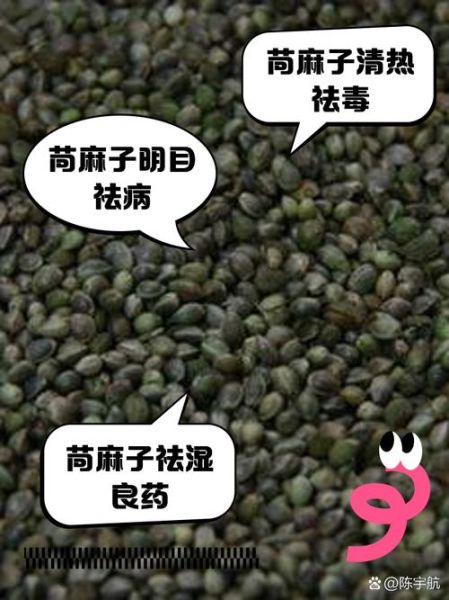 苘麻的功效与作用_苘麻能治什么病-第3张图片-山城妙识 苘麻的功效与作用_苘麻能治什么病-第3张图片-山城妙识