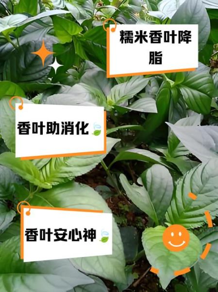 香叶的功效与作用_香叶的正确吃法-第1张图片-山城妙识 香叶的功效与作用_香叶的正确吃法-第1张图片-山城妙识