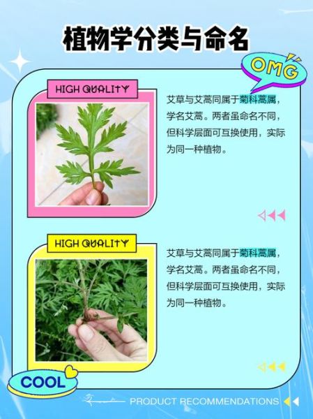 艾蒿和艾草的区别图片_如何一眼分辨-第3张图片-山城妙识