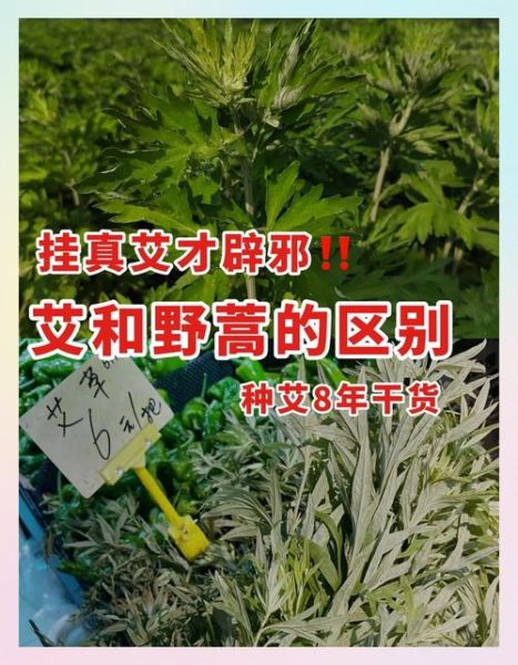 艾蒿和艾草的区别图片_如何一眼分辨-第1张图片-山城妙识