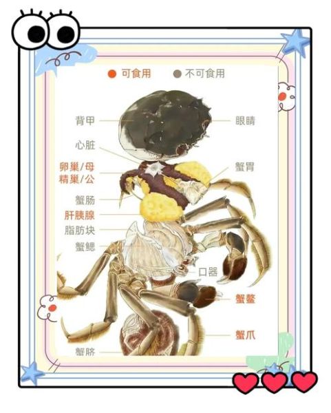 螃蟹怎么处理干净内脏_螃蟹内脏清理步骤-第1张图片-山城妙识