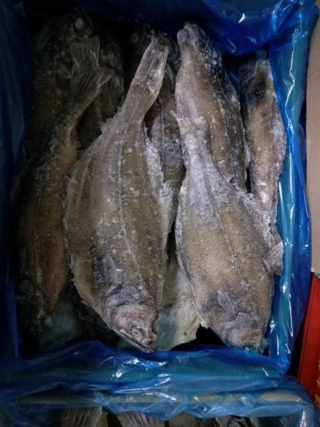 鸦片鱼图片多少钱一斤_鸦片鱼价格行情-第1张图片-山城妙识