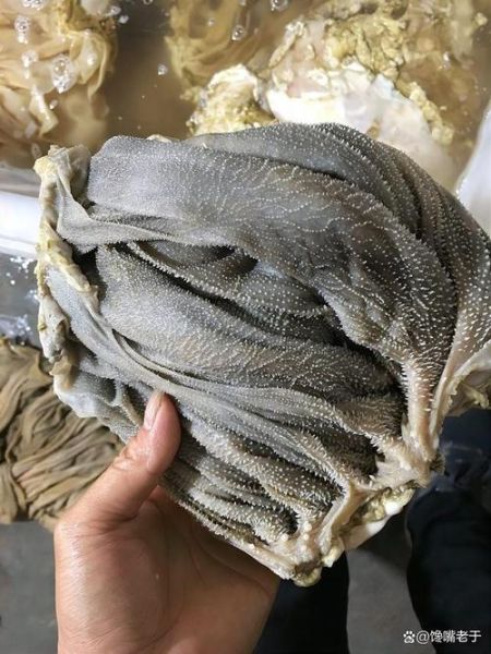 鲜毛肚怎么处理才脆_毛肚怎么洗才干净-第3张图片-山城妙识