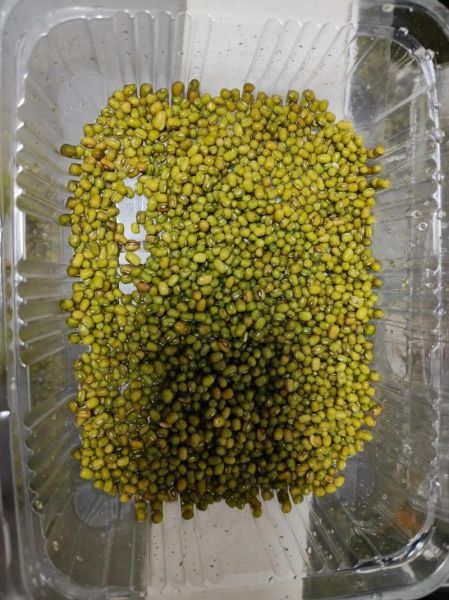 家庭自制绿豆芽的方法_绿豆芽怎么发最快-第3张图片-山城妙识