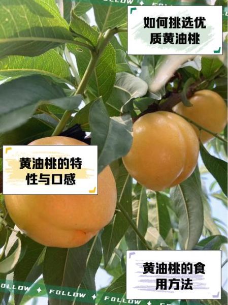黄肉油桃的功效与作用_黄肉油桃上火吗-第1张图片-山城妙识