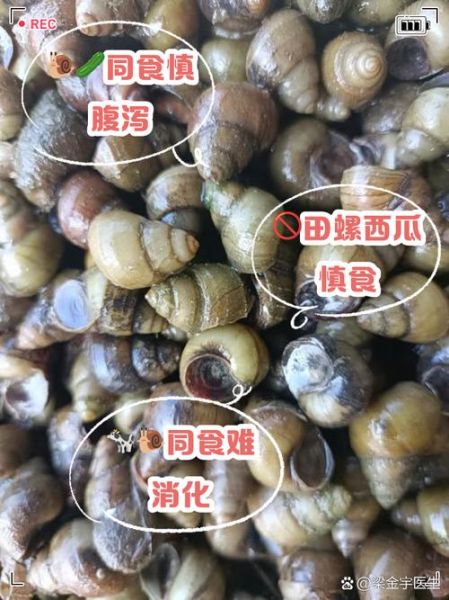 田螺吃什么食物_田螺多久喂一次-第1张图片-山城妙识