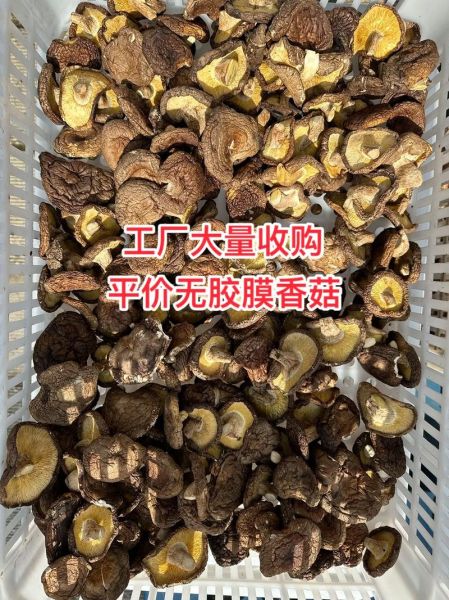 香菇多少钱一斤_2024年最新行情-第2张图片-山城妙识