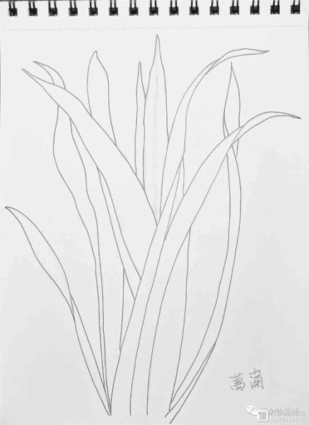 菖蒲简笔画怎么画_菖蒲图片简笔画步骤-第2张图片-山城妙识