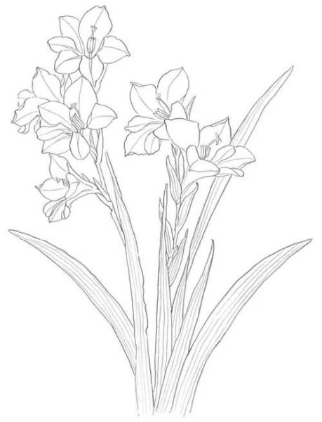 菖蒲简笔画怎么画_菖蒲图片简笔画步骤-第1张图片-山城妙识