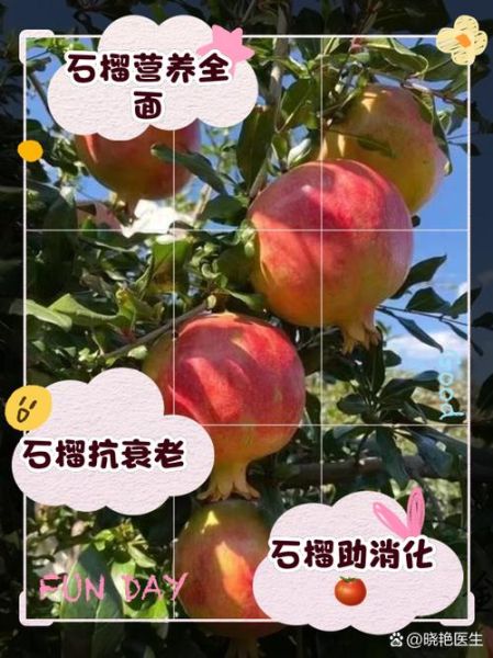 长期吃石榴籽有什么好处_石榴籽吃多了会怎样-第1张图片-山城妙识