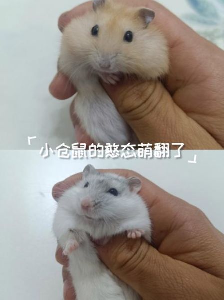 布丁仓鼠能活多久_布丁仓鼠怎么养才亲人-第2张图片-山城妙识