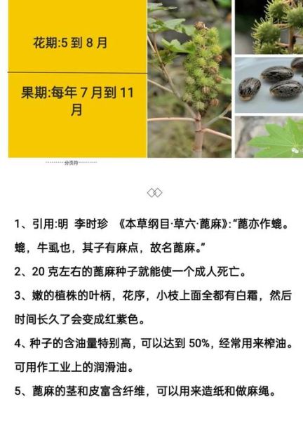 蓖麻毒素最简单的提取_蓖麻毒素提取方法-第3张图片-山城妙识