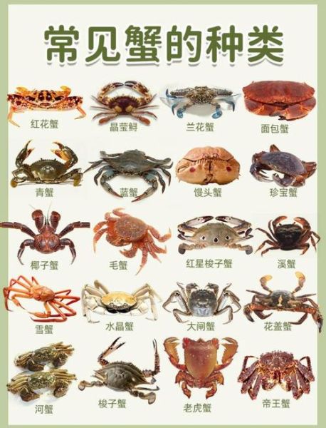 海蟹品种有哪些_如何区分海蟹品种-第1张图片-山城妙识