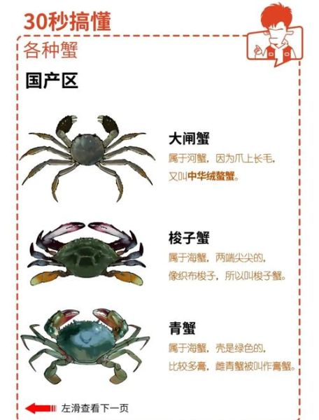 海蟹品种有哪些_如何区分海蟹品种-第2张图片-山城妙识