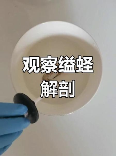 缢蛏用什么呼吸_缢蛏呼吸器官在哪里-第2张图片-山城妙识