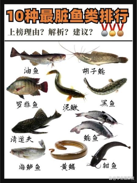 鲶鱼种类有哪些_鲶鱼图片大全怎么区分-第2张图片-山城妙识