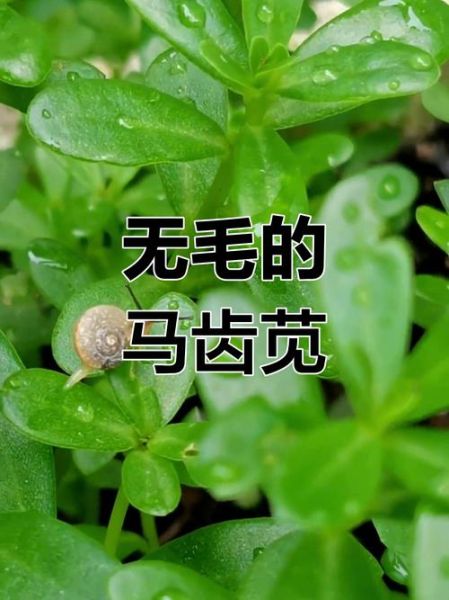 马苋菜图片长什么样_如何辨别真假马苋菜-第1张图片-山城妙识