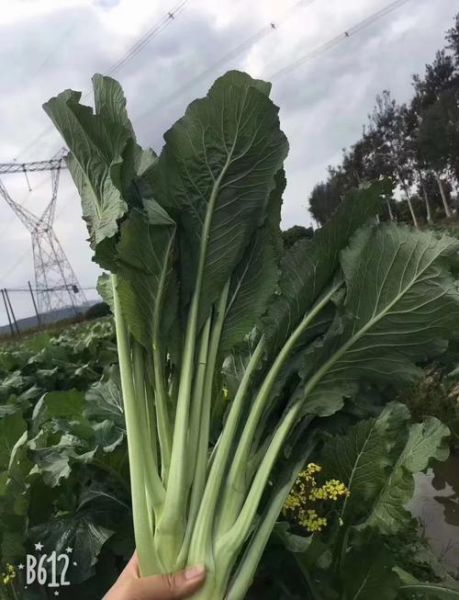 迟菜心是什么菜_迟菜心和菜心区别-第2张图片-山城妙识