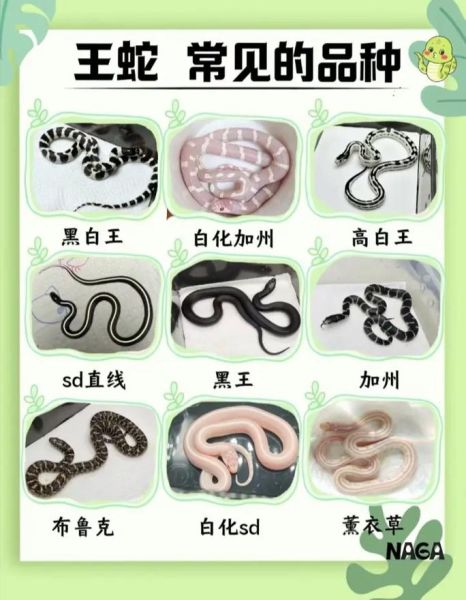 蛇类大全_蛇有哪些常见品种-第1张图片-山城妙识