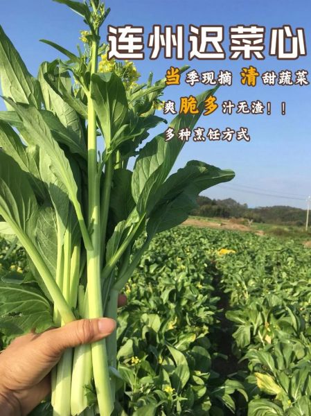 迟菜心是什么菜_迟菜心和菜心区别-第3张图片-山城妙识