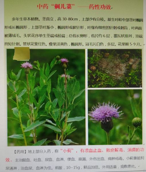 刺儿菜的功效与作用_刺儿菜图片长什么样-第3张图片-山城妙识